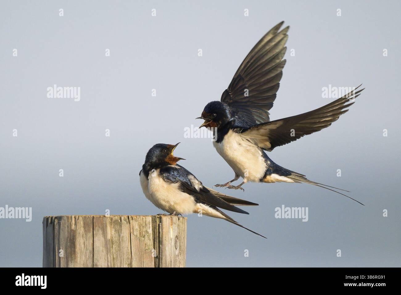 Barn swallow approach hi-res stock photography and images - Alamy