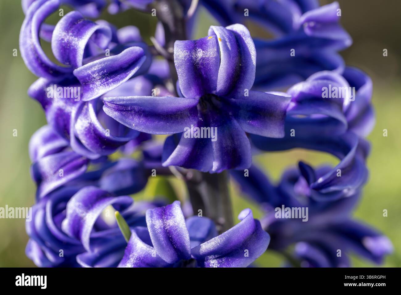 Single blue flower of a hyacinth (Hyacinthus), garden hyacinth, detail ...