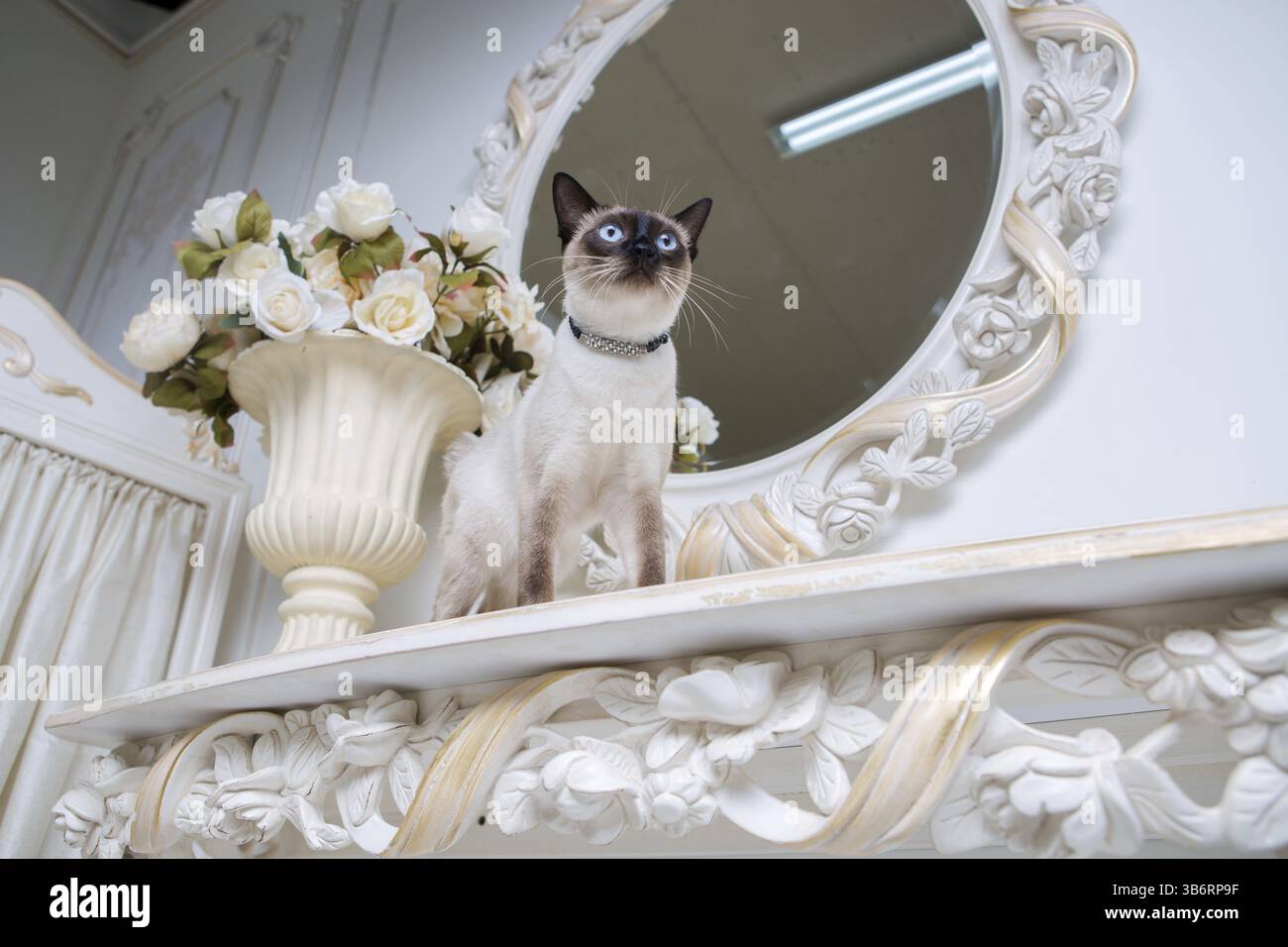 Two colour cat without tail Mekong Bobtail breed with jewel precious ...