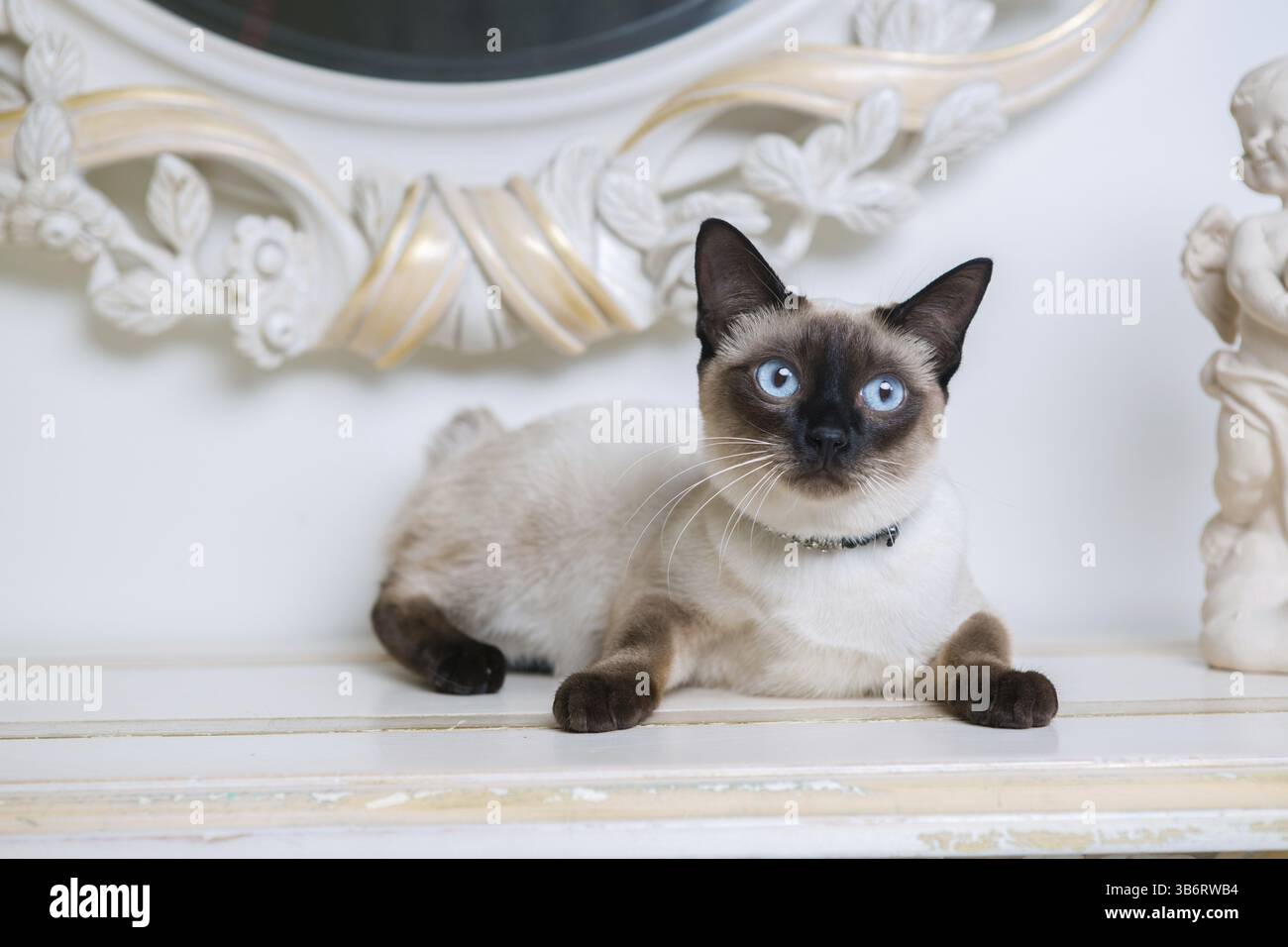 Two colour cat without tail Mekong Bobtail breed with jewel precious ...