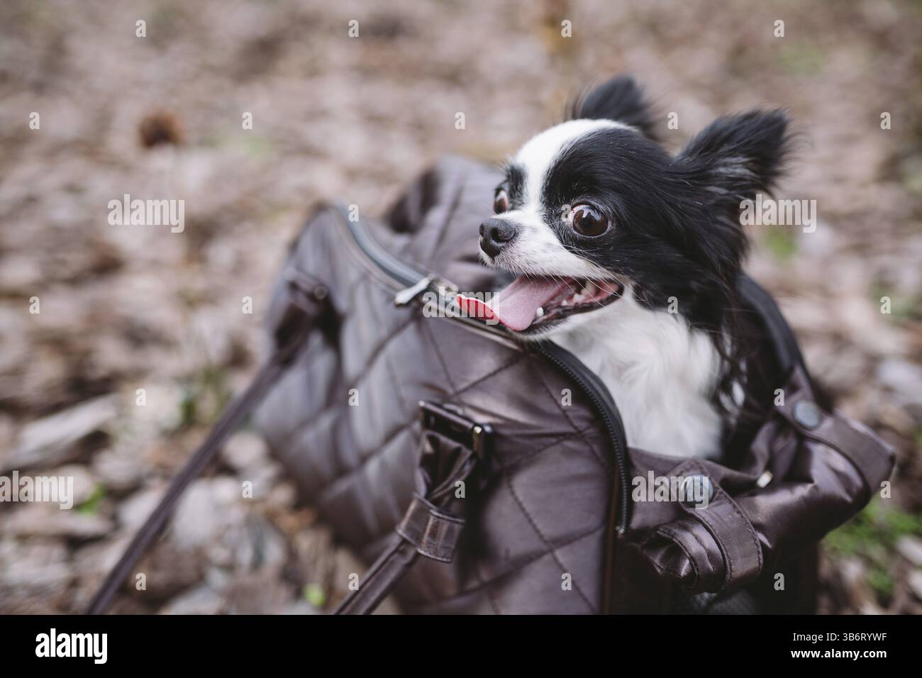 Bag transporting dogs in transport hi-res stock photography and images ...