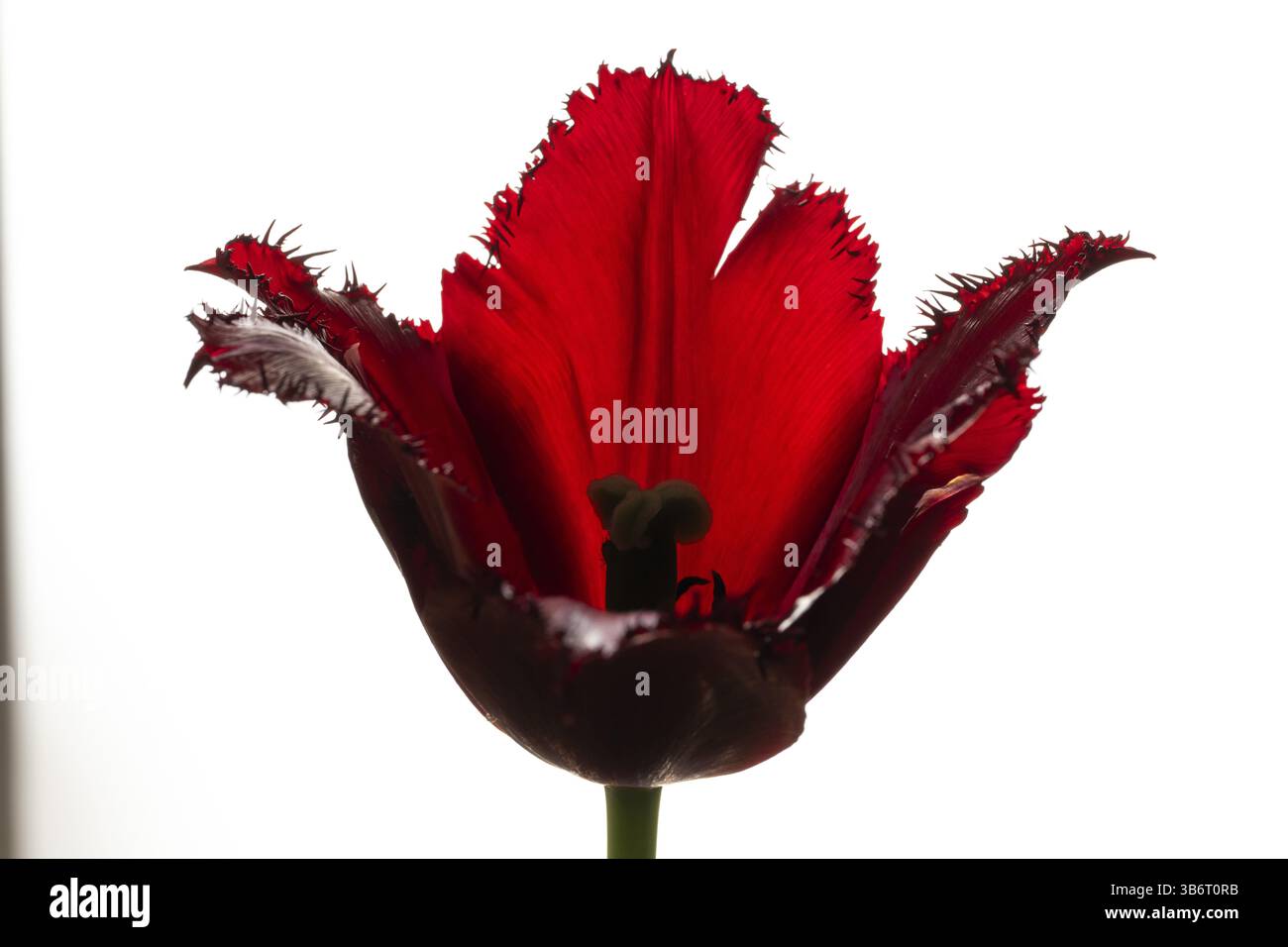 Red tulip (Tulipa) with jagged leaves in front of a white wall Stock ...