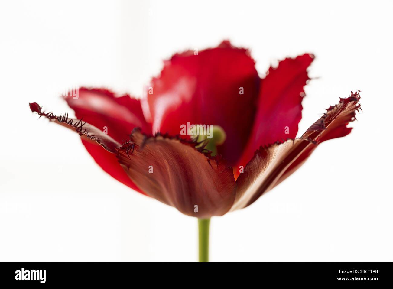Red tulip (Tulipa) with jagged leaves in front of a white wall Stock ...
