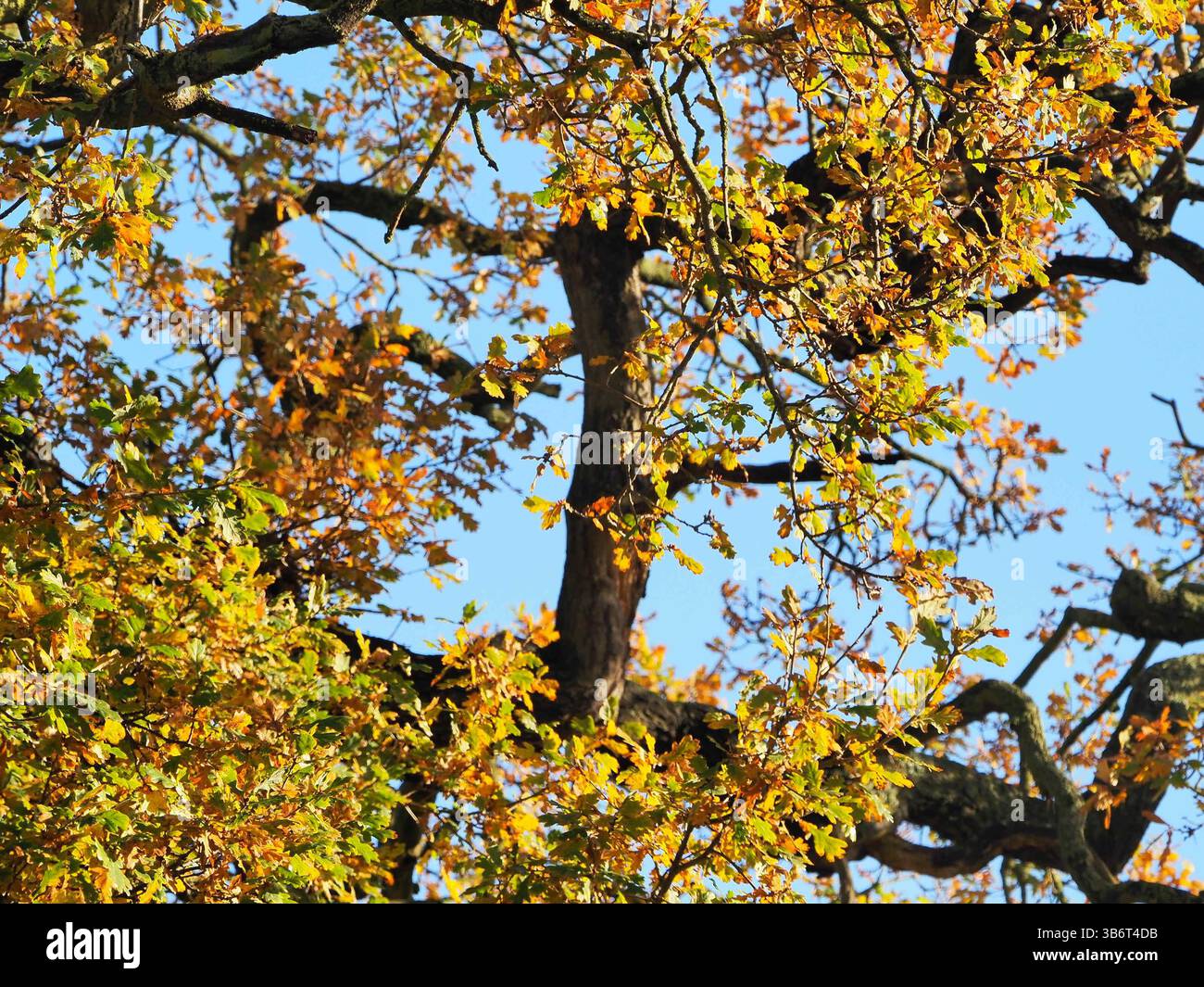 Autumn colors palette hi-res stock photography and images - Alamy