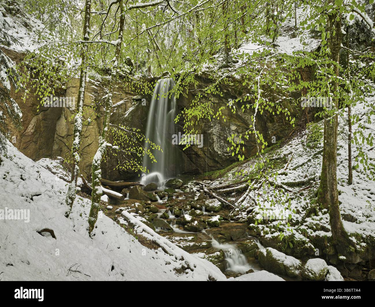 European beech (Fagus sylvatica), leaf budding in the snow at the ...