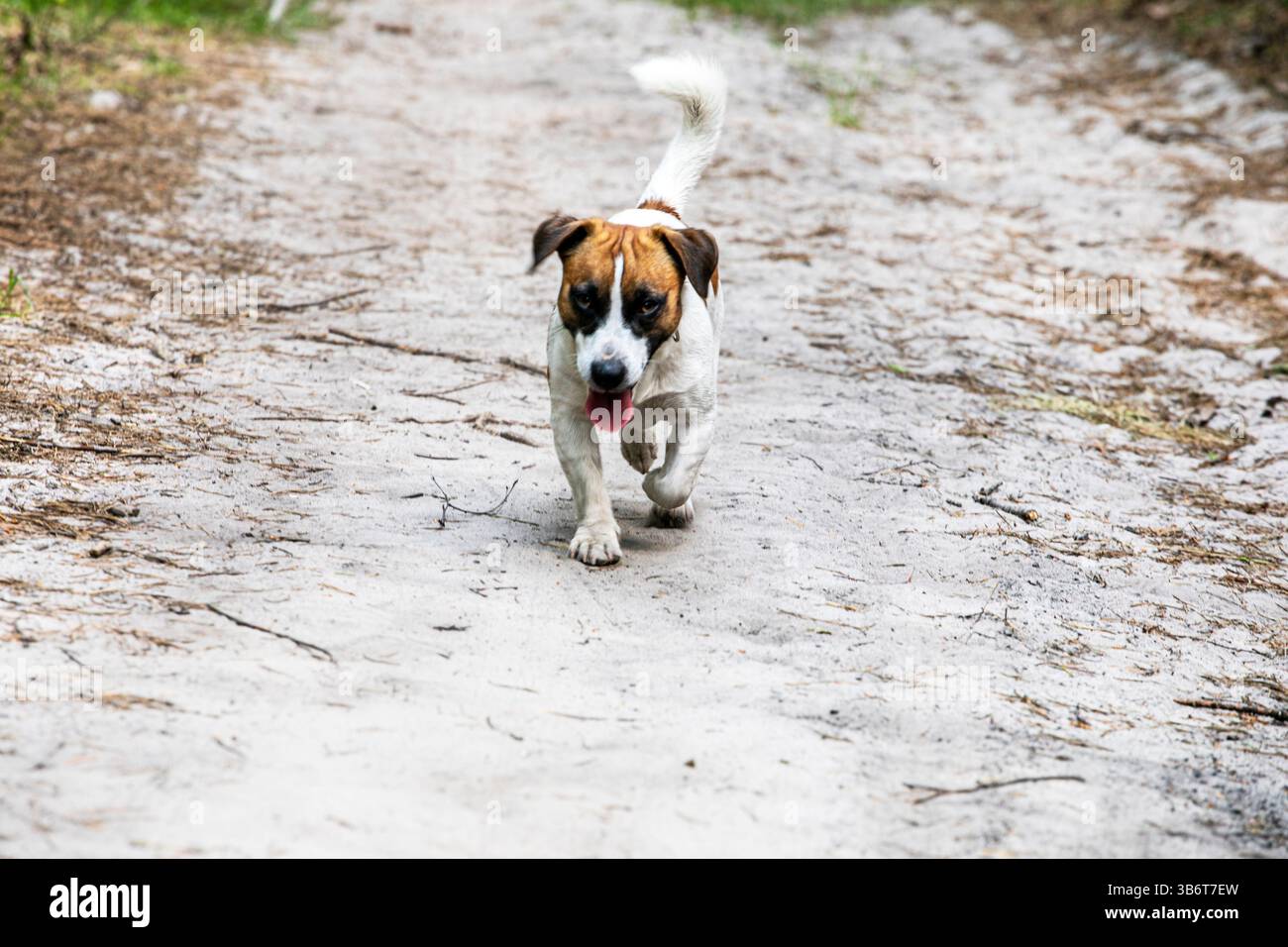 beautiful purebred dog jack russell terrierin the forest Stock Photo ...