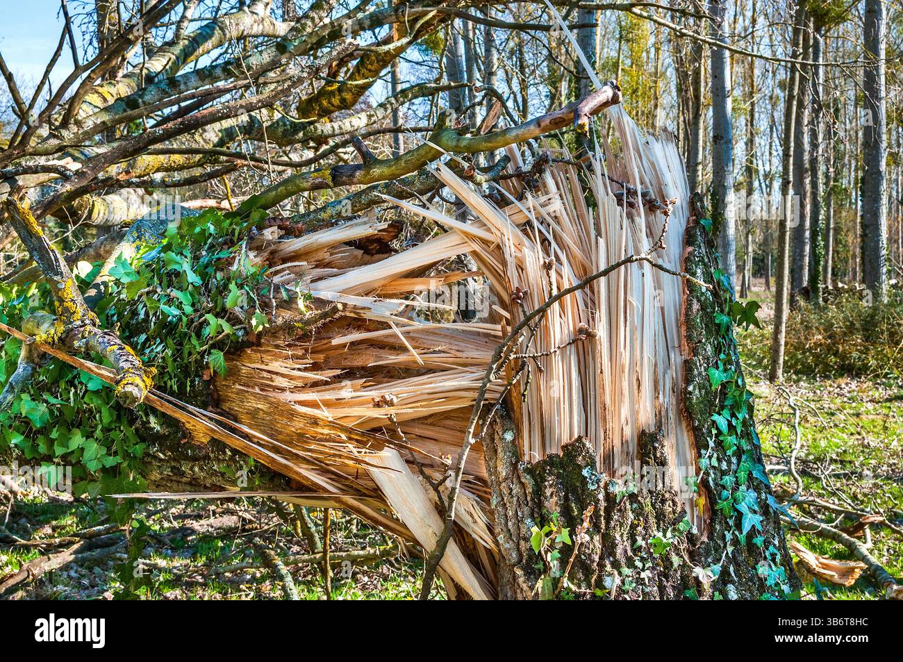 Poplar tree trunk split in half from storm damage - central France ...
