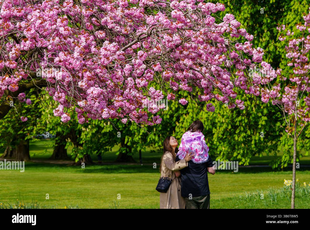 It's a perfect afternoon for a couple and child to admire the pink ...
