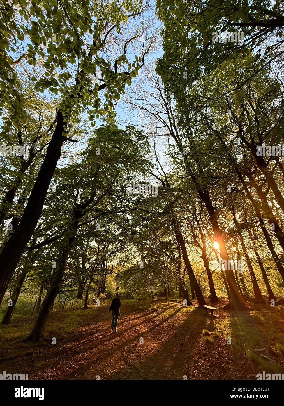 Late afternoon walking through smartphone stock photos and images - Alamy