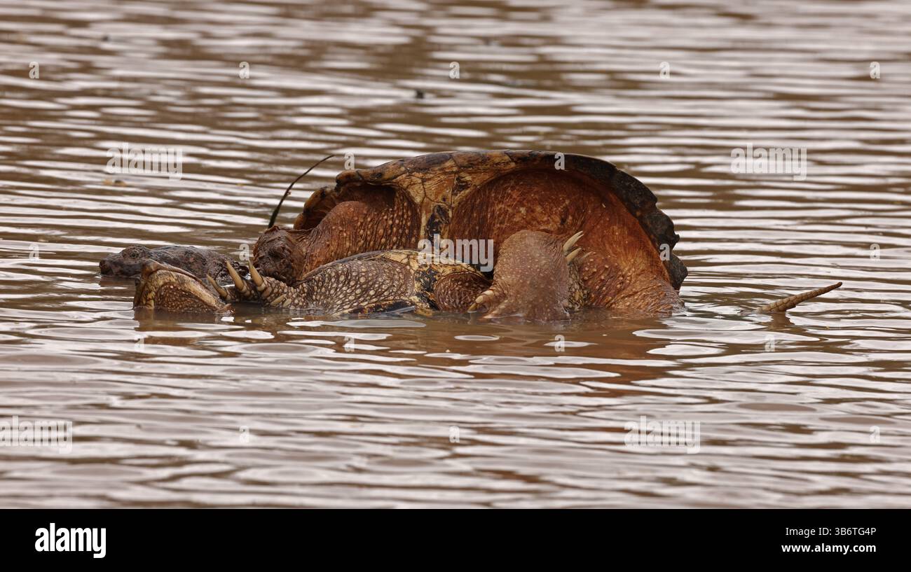 Snapping turtles, Chelydra serpentina, mating, Maryland Stock Photo - Alamy
