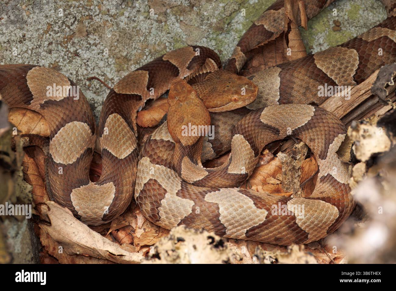 Northern Copperhead (Agkistrodon contortrix), one female about to give birth, the other in ...
