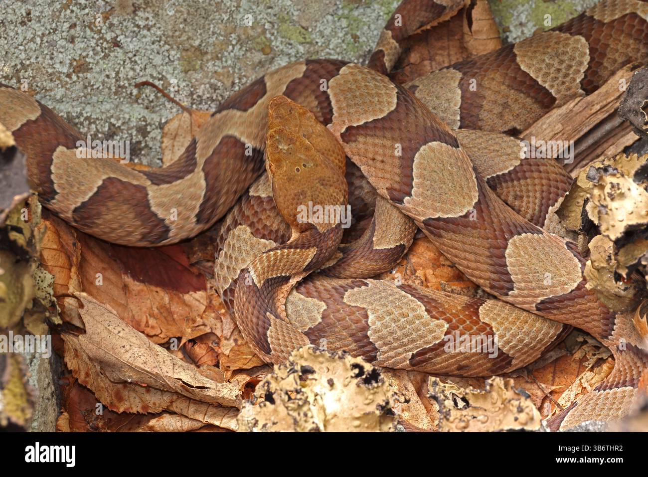 northern copperheads, Agkistrodon contortrix mokasen, basking together ...