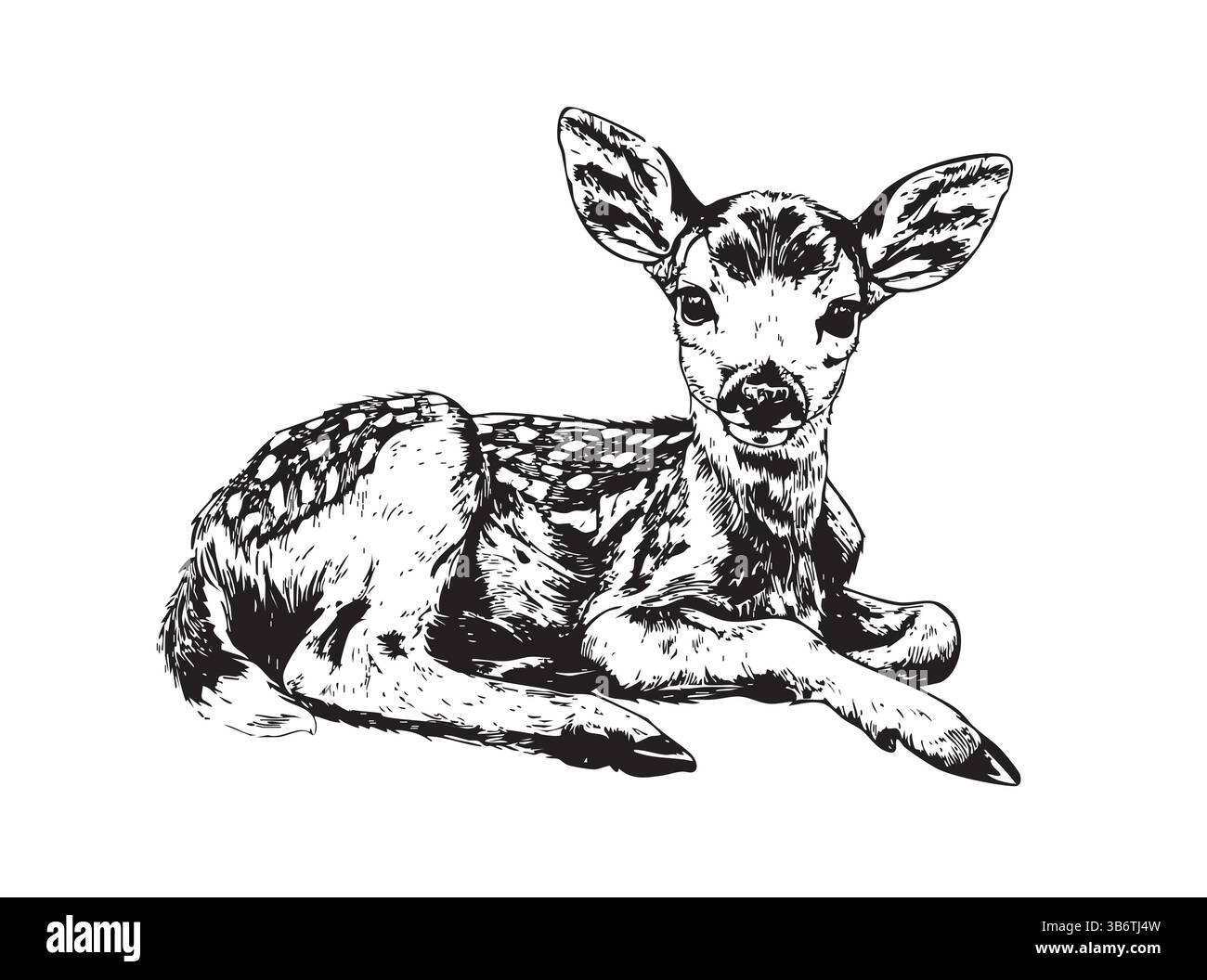 Sketch of fawn. Vector black and white illustration of cute baby deer ...