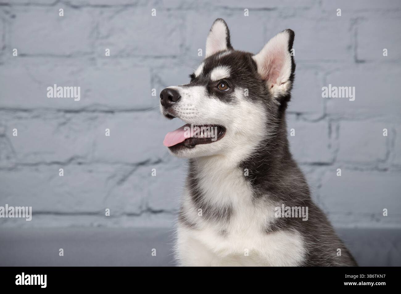 Siberian husky playing with kids hi-res stock photography and images ...