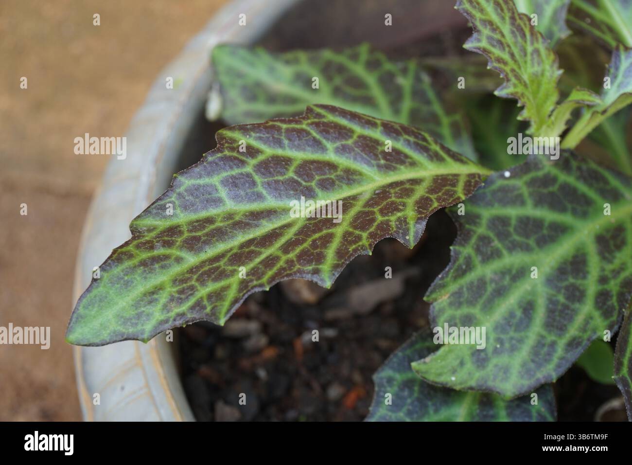 Googoolipid hi-res stock photography and images - Alamy