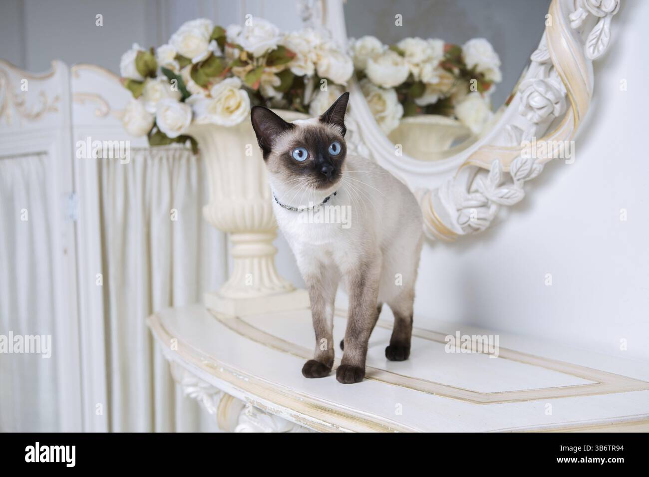 Two colour cat without tail Mekong Bobtail breed with jewel precious ...