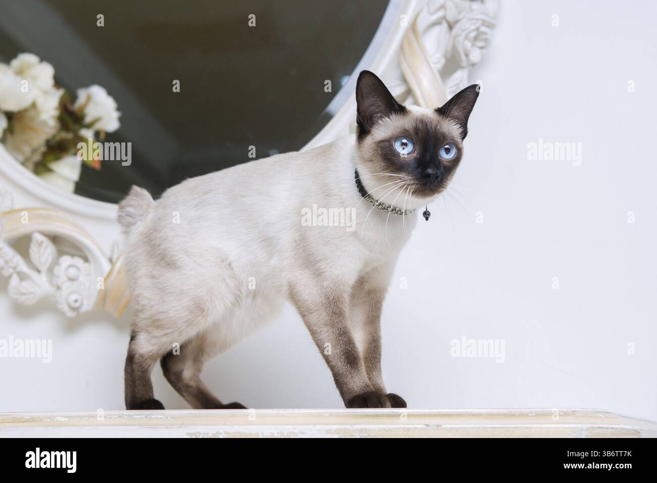 Two colour cat without tail Mekong Bobtail breed with jewel precious ...