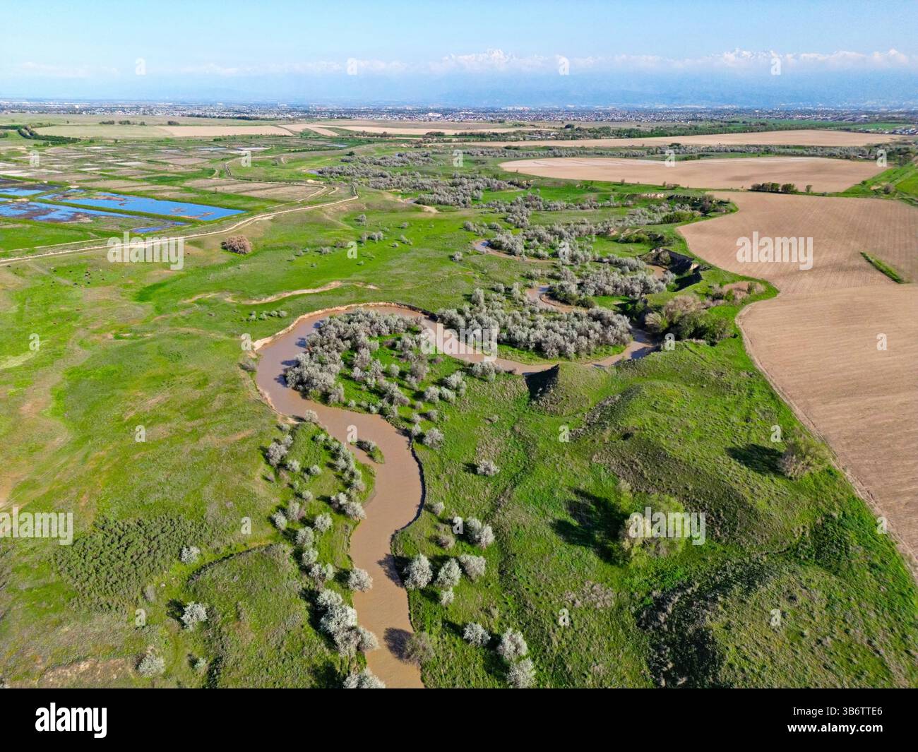 Large fields of crops and grazing animals. Spring. The view from the ...