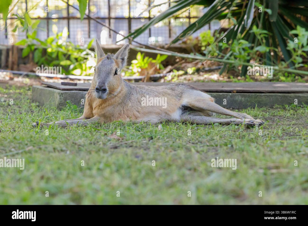 Patagonian Mara (Dolichotis patagonum) at the Buenos Aires Zoo Stock ...