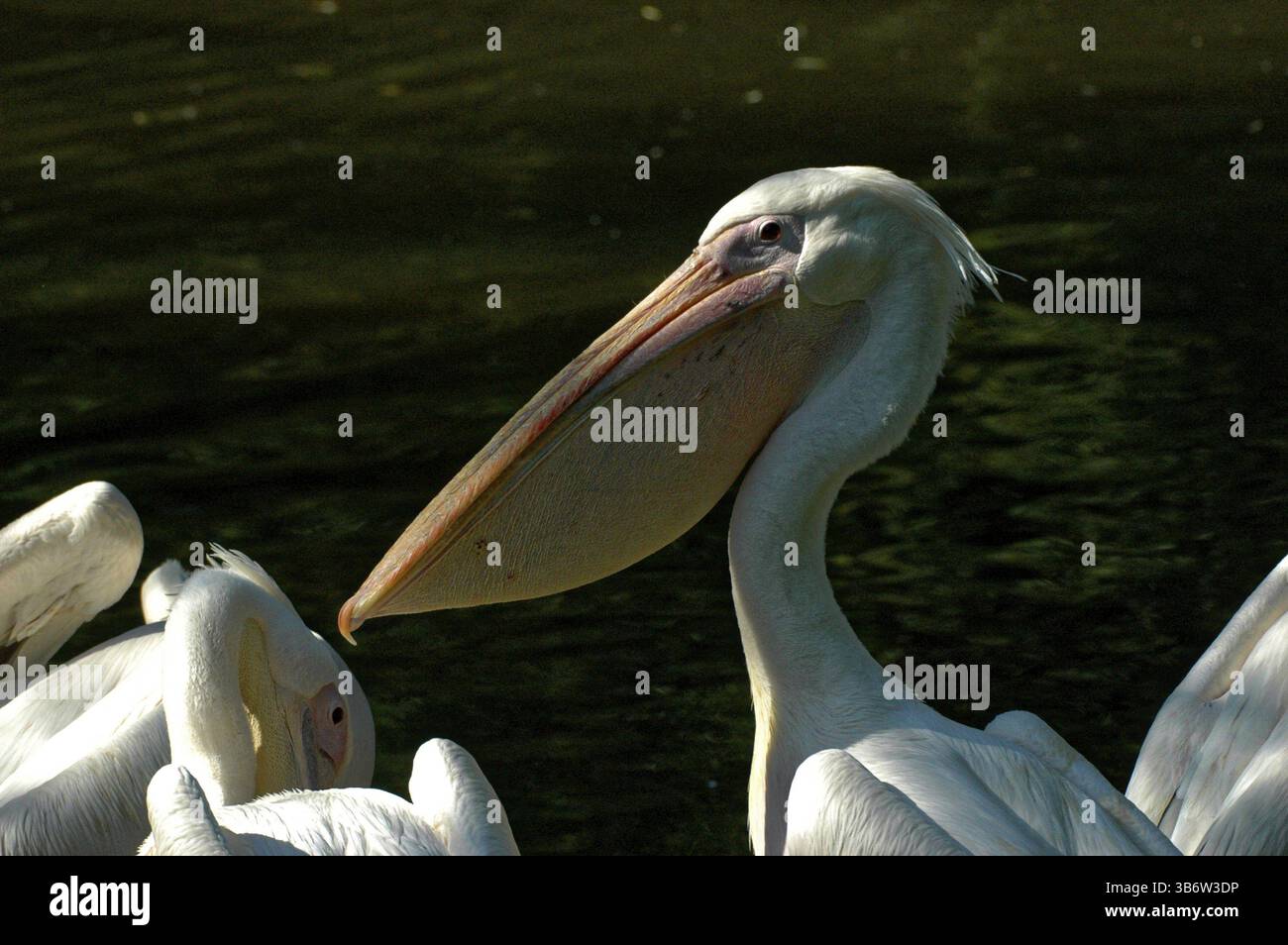 Close-up of a white pelican (Pelecanus onocrotalus), with distinctive ...