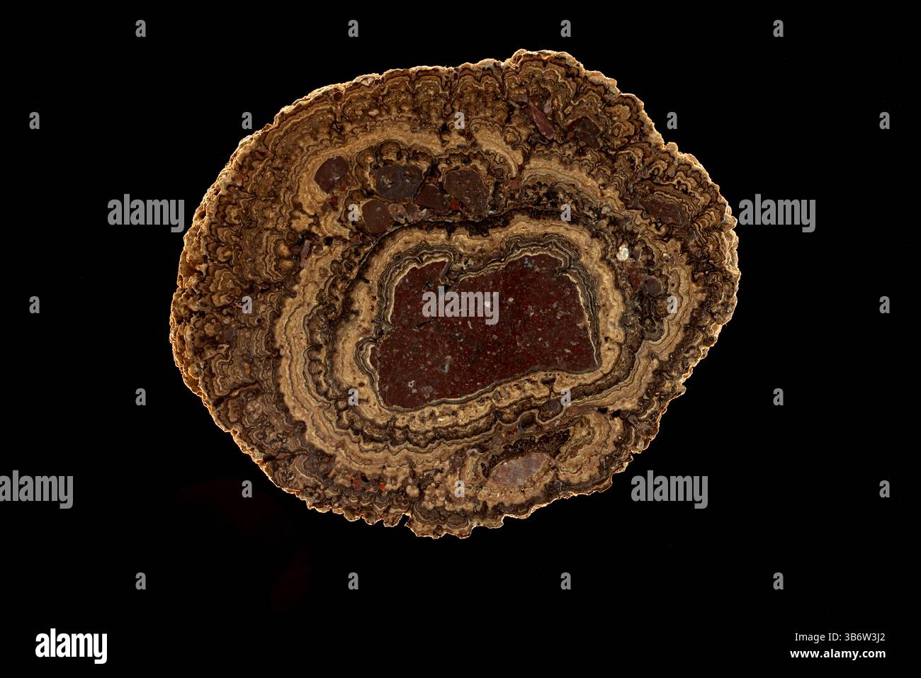Fossil Oncolite Stromatolite, Cyanobacteria, Lady of Angels Lake ...