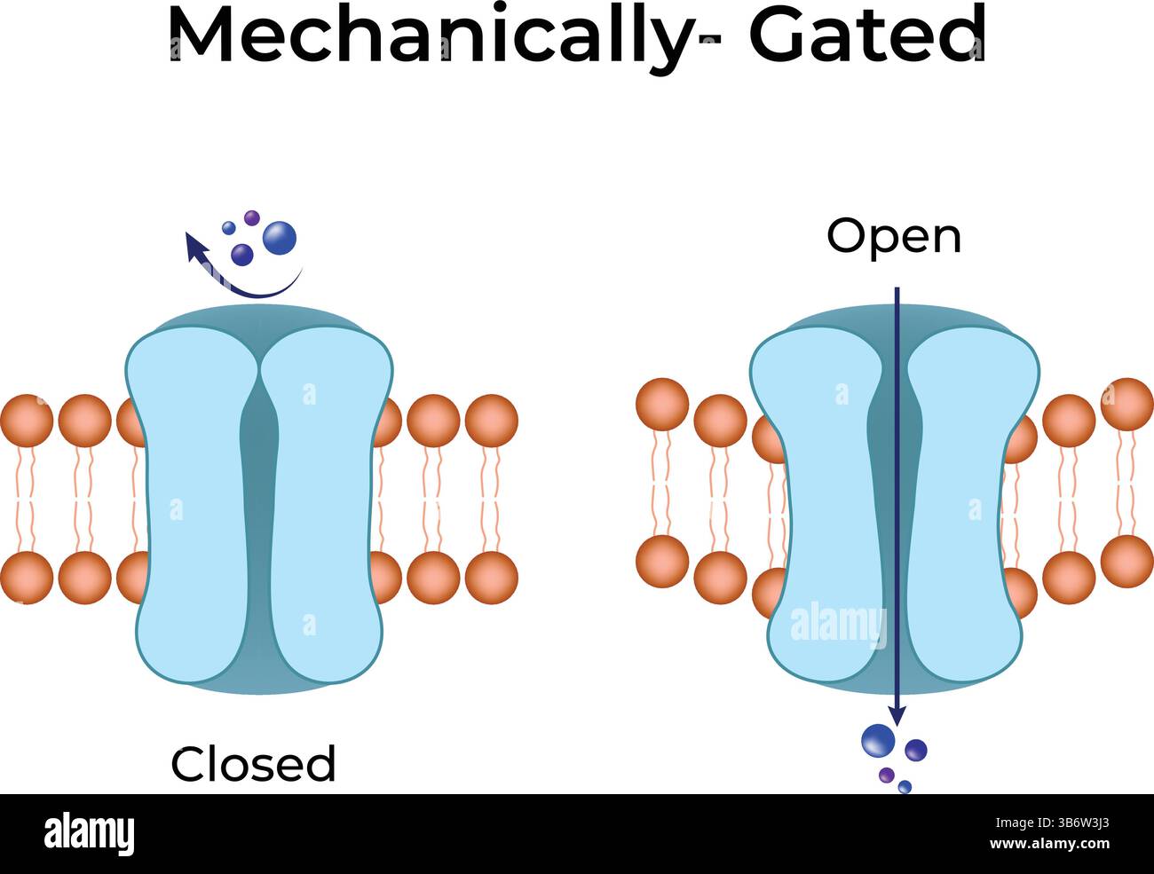 Mechanically Gated Ion Channel Design Vector Illustration Stock Vector ...
