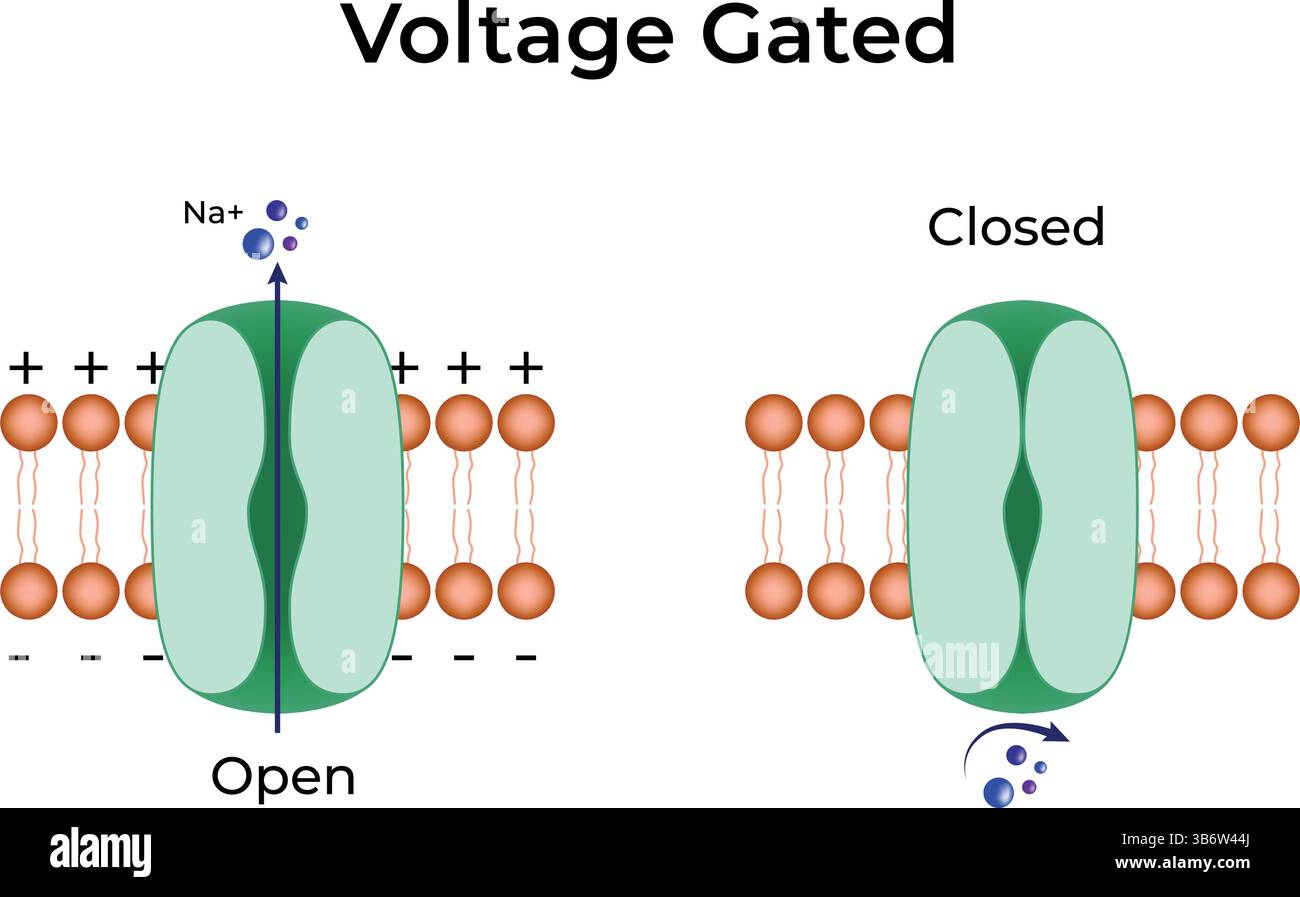 Voltage Gated Ion Channel Design Vector Illustration Stock Vector Image & Art - Alamy