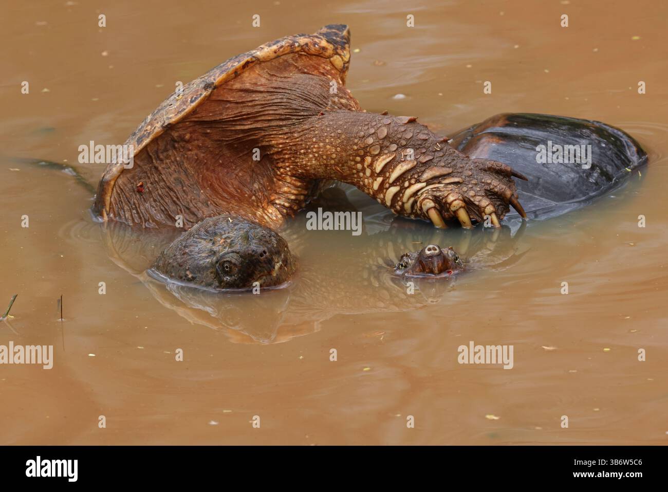 Snapping turtles, Chelydra serpentina, mating, Maryland Stock Photo - Alamy