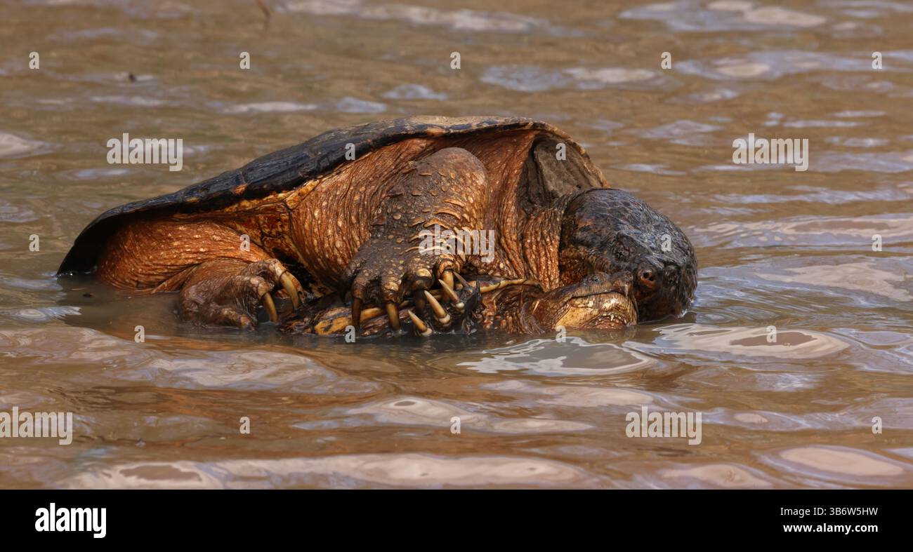 Snapping turtles, Chelydra serpentina, mating, Maryland Stock Photo - Alamy