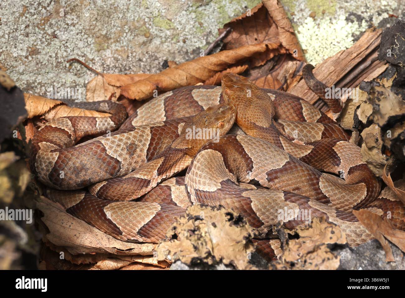 northern copperheads, Agkistrodon contortrix mokasen, basking together , Maryland Stock Photo ...