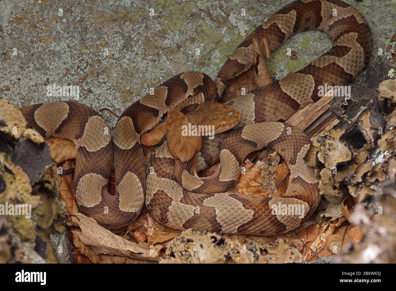 northern copperheads, Agkistrodon contortrix mokasen, basking together , Maryland Stock Photo ...