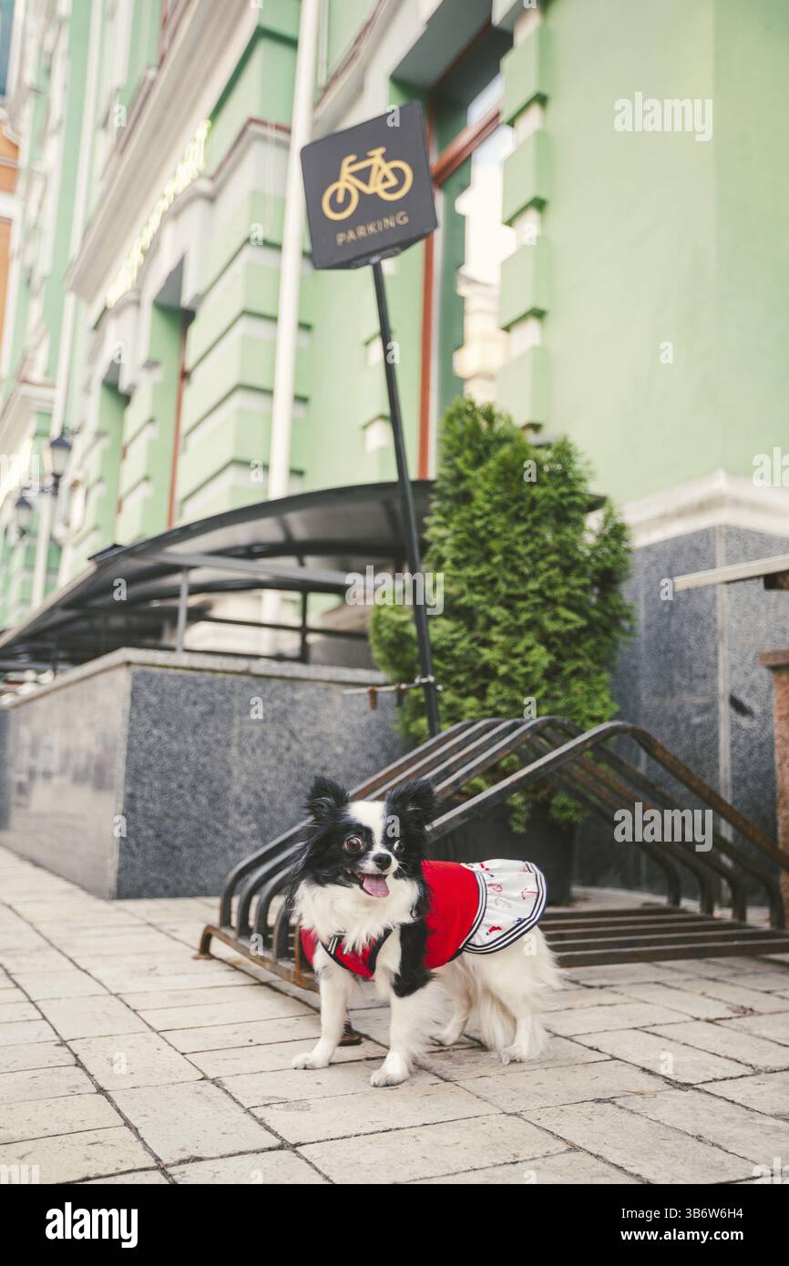 Dog waiting for owner, tied to a bicycle parking rack. Chihuahua waiting for his owner on dog ...