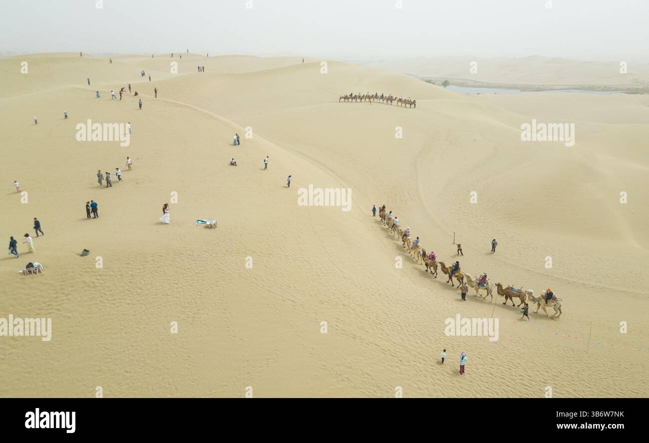 BAZHOU, CHINA- MAY 4, 2025 - Tourists ride camels to enjoy the desert ...