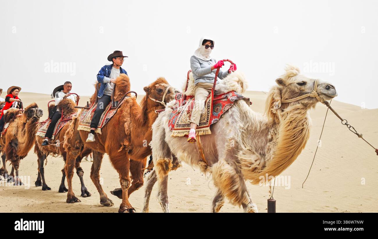 BAZHOU, CHINA- MAY 4, 2025 - Tourists ride camels to enjoy the desert ...