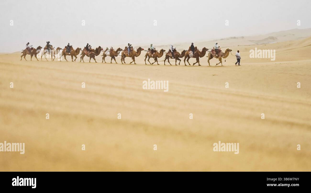 BAZHOU, CHINA- MAY 4, 2025 - Tourists ride camels to enjoy the desert ...