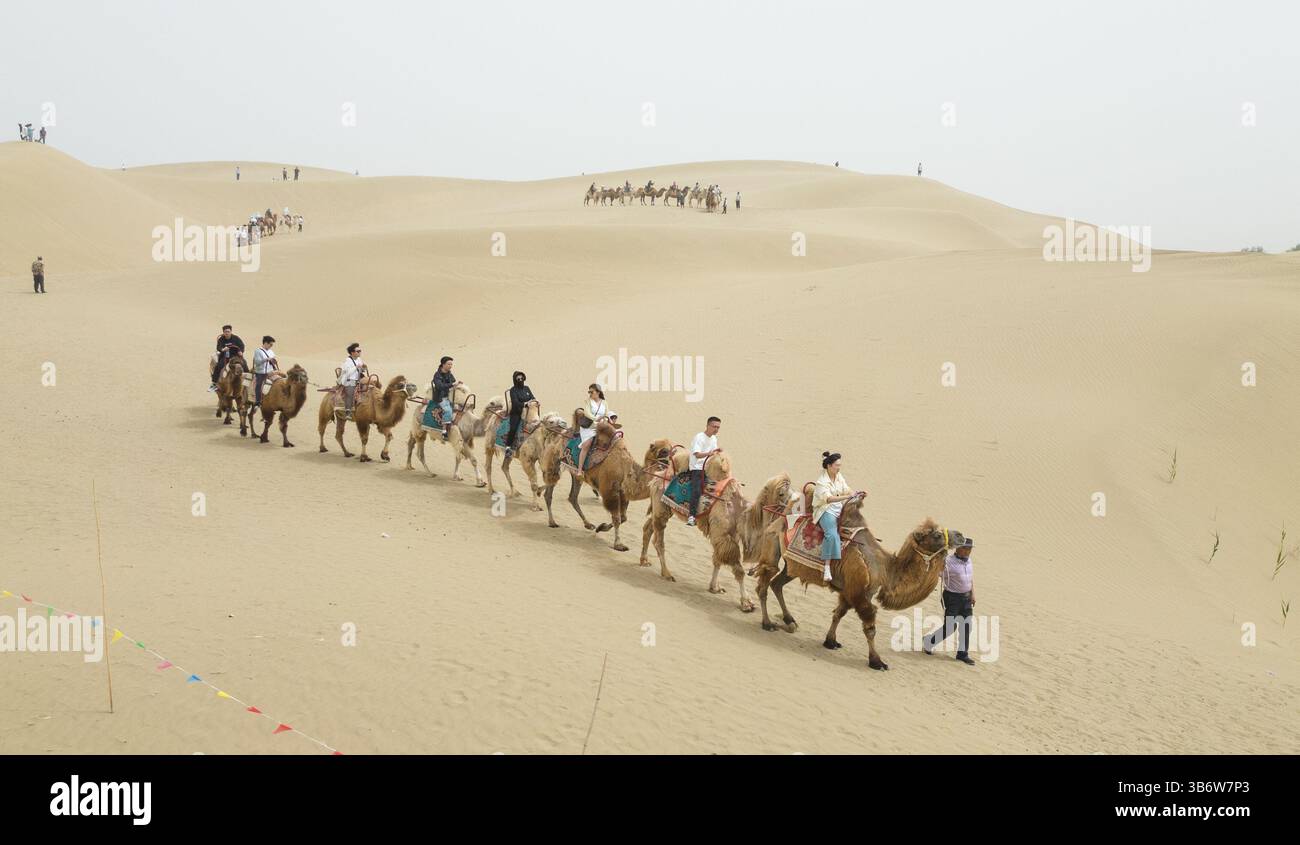 BAZHOU, CHINA- MAY 4, 2025 - Tourists ride camels to enjoy the desert ...