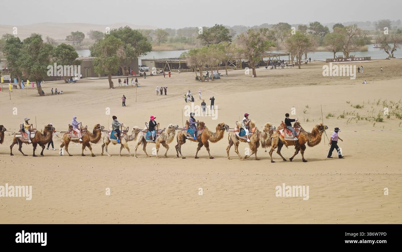 BAZHOU, CHINA- MAY 4, 2025 - Tourists ride camels to enjoy the desert ...