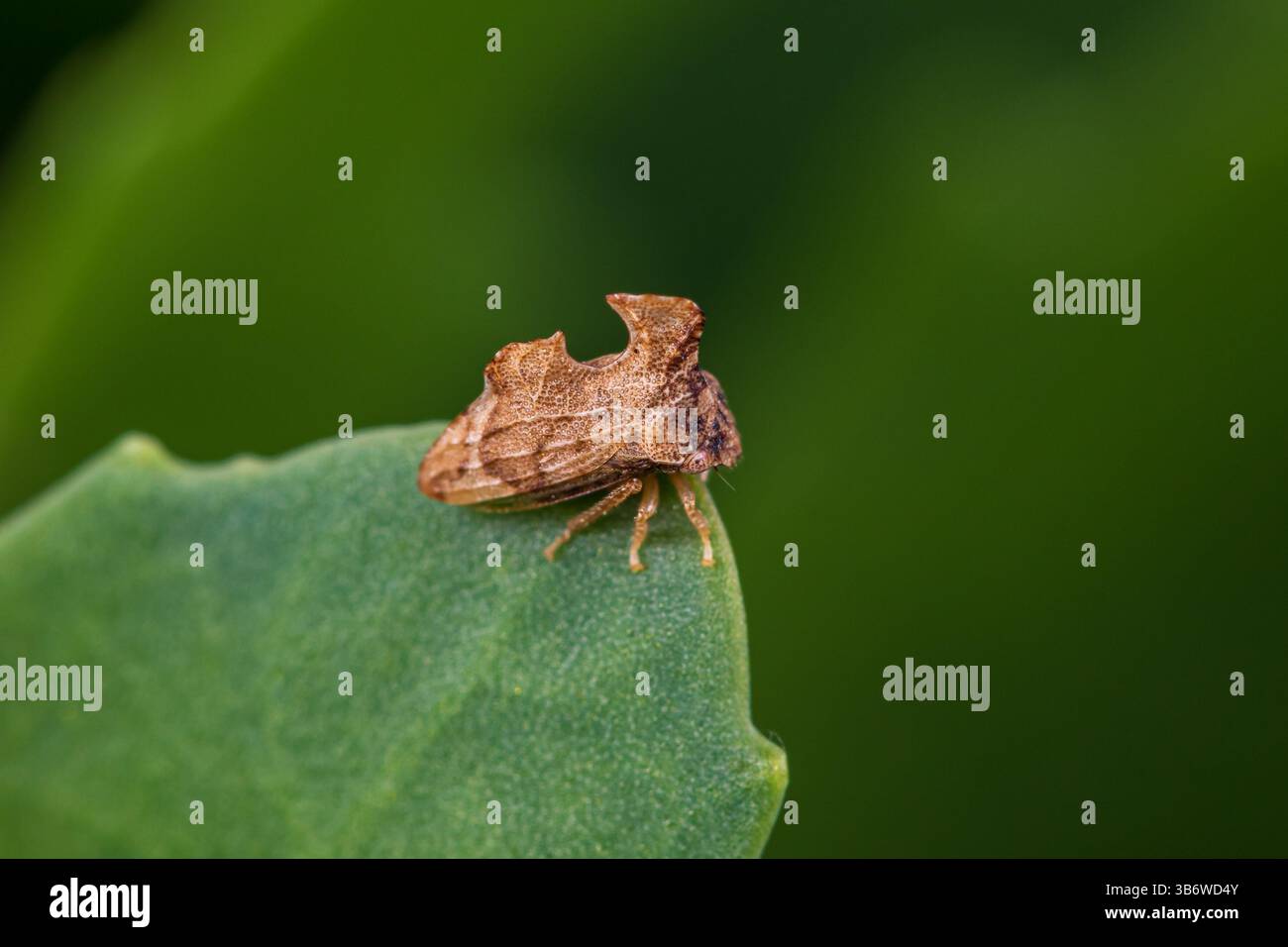 Keeled treehopper on plant leaf. Insect identification, wildlife ...