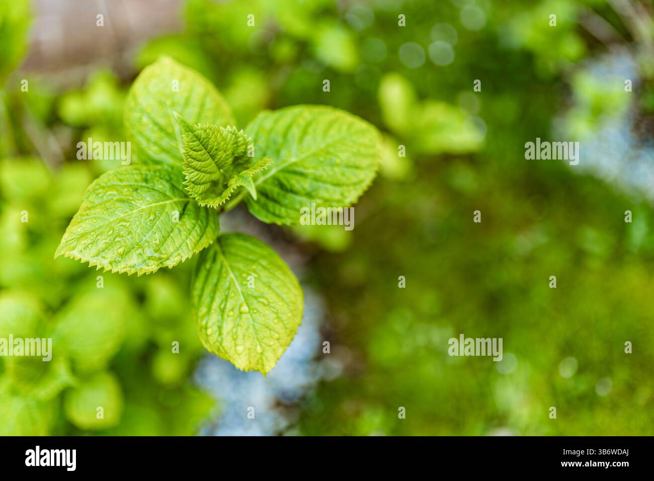 Vibrant green leaves with fresh water drops sprout from a branch ...