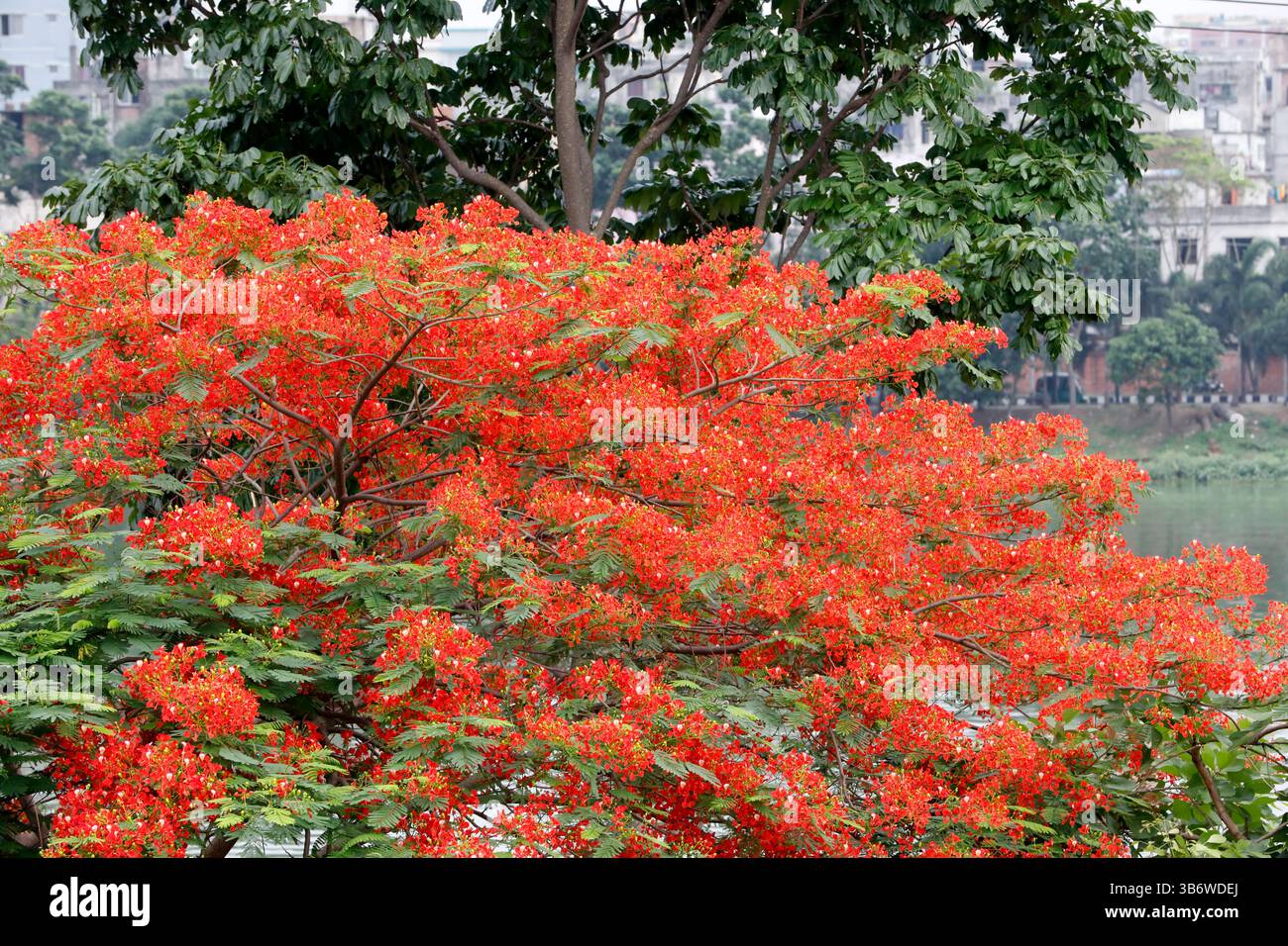 Dhaka, Bangladesh - May 04, 2025: The summer flower Krishnachura is ...