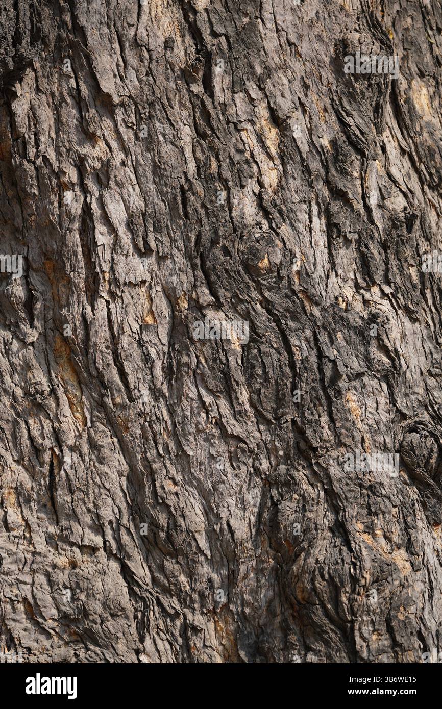 Neem characteristics hi-res stock photography and images - Alamy