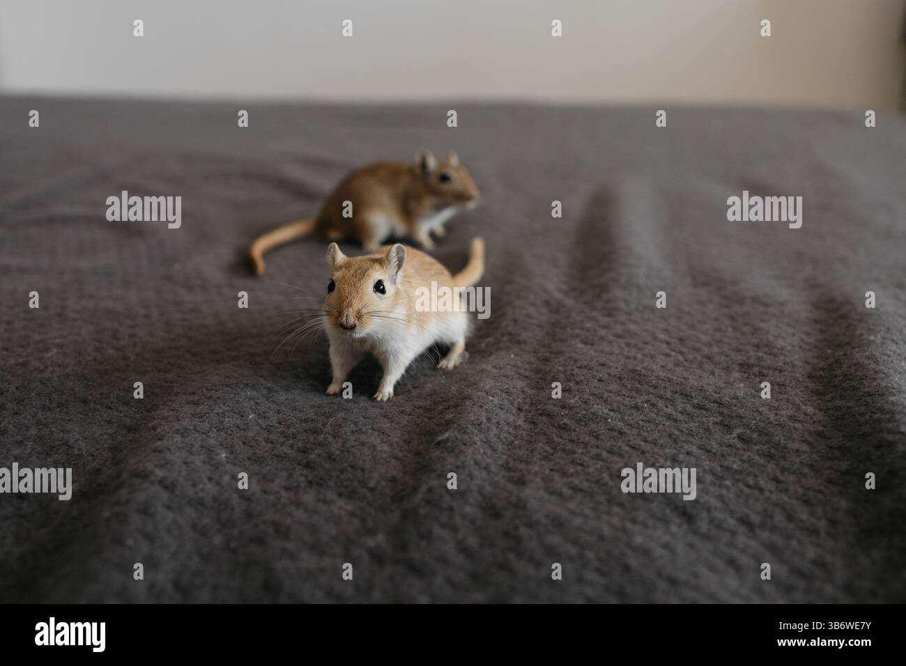 Small gerbil standing upright on two legs, gazing curiously to the ...