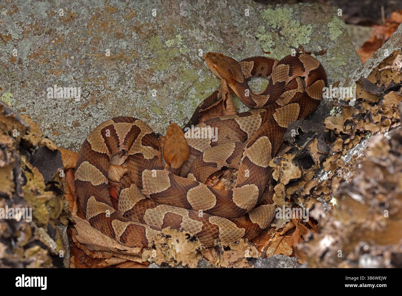 northern copperheads, Agkistrodon contortrix mokasen, basking together ...