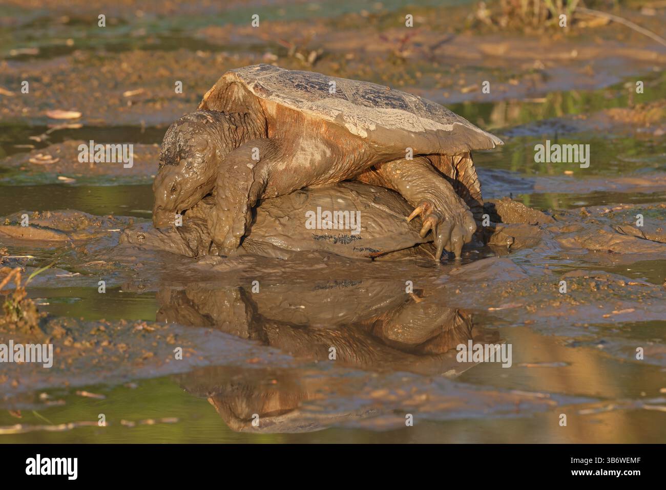 Snapping turtles, Chelydra serpentina, mating, Maryland Stock Photo - Alamy