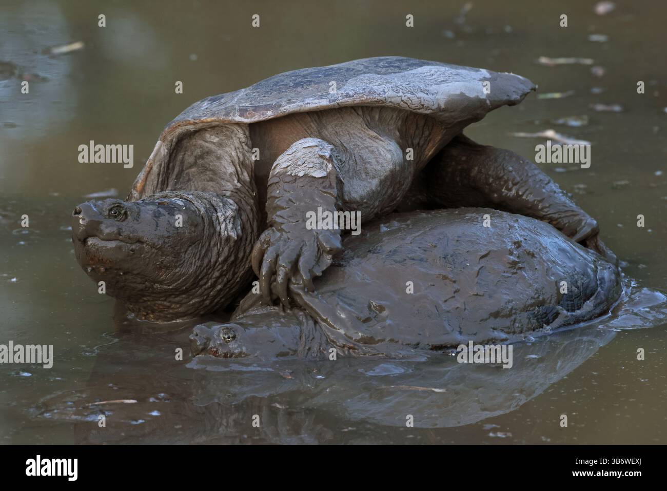 Snapping turtles, Chelydra serpentina, mating, Maryland Stock Photo - Alamy