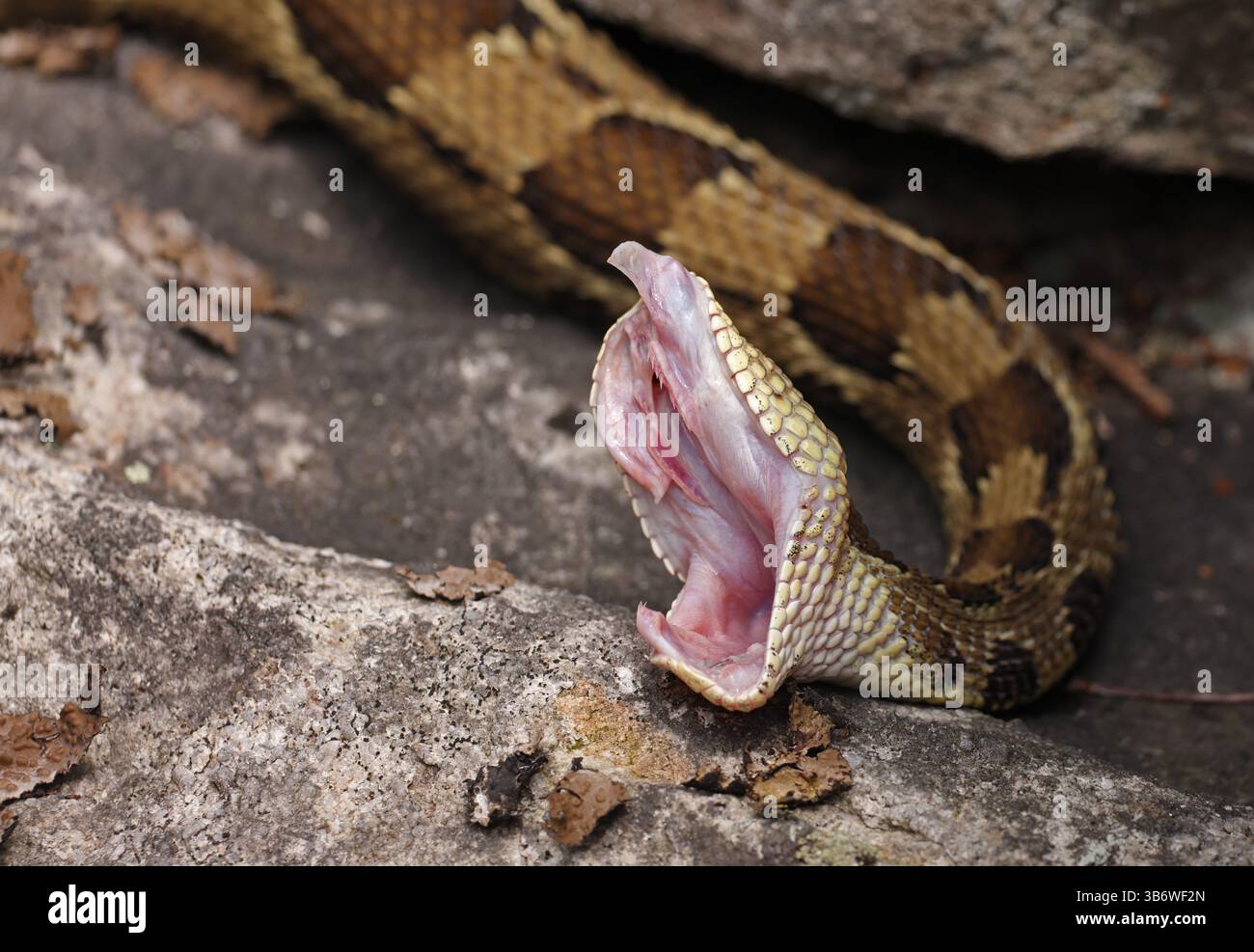 Timber rattlesnake, Crotalus horridus, stretching mouth after eating ...