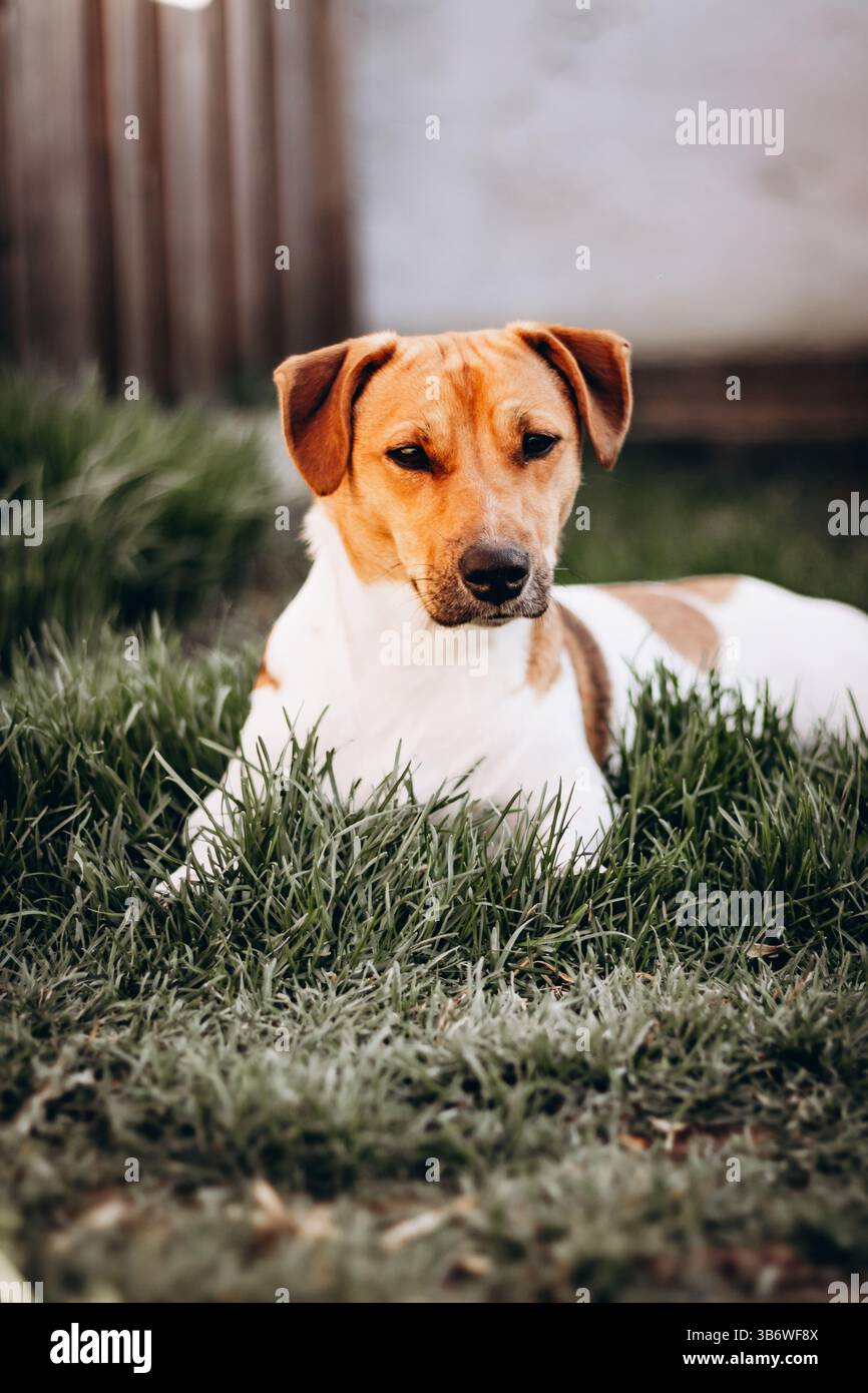 jack russell terrier dogs are smart Stock Photo - Alamy