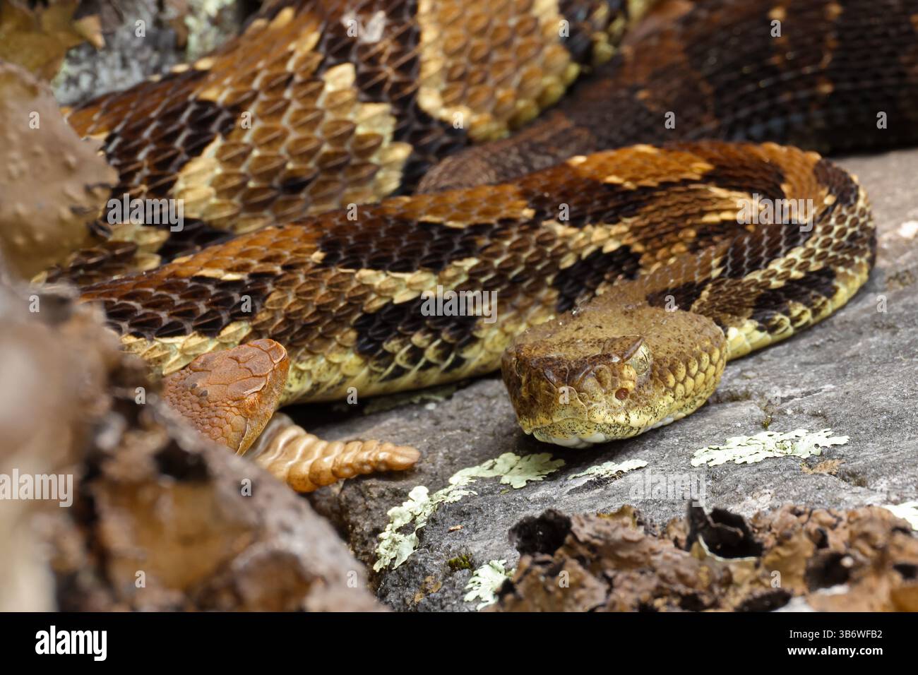 Timber rattlesnake, Crotalus horridus, with copperhead, Agkistrodon ...