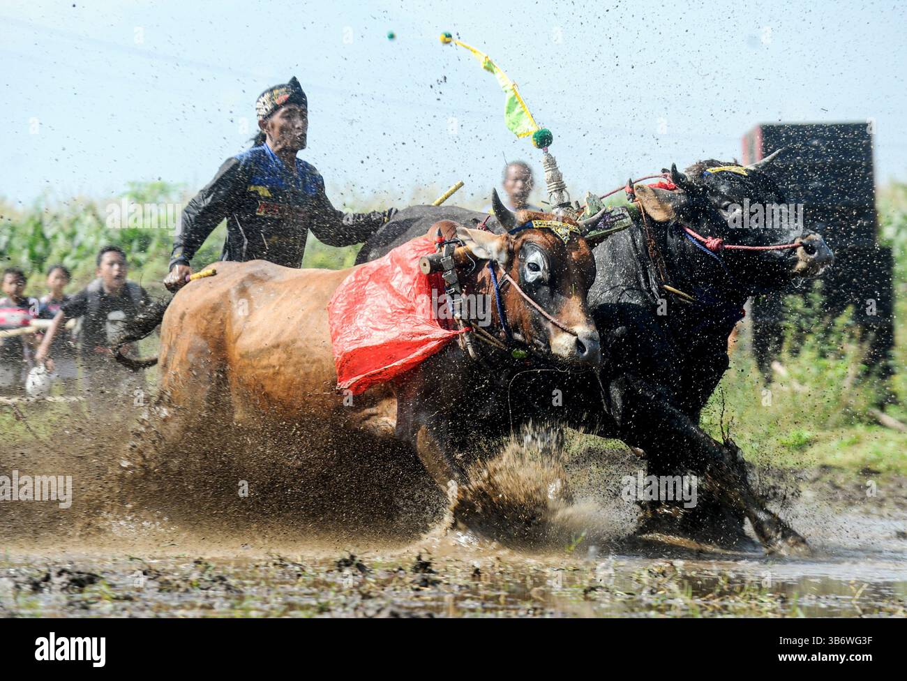 (250504) -- PROBOLINGGO, May 4, 2025 (Xinhua) -- A man spurs his bulls ...
