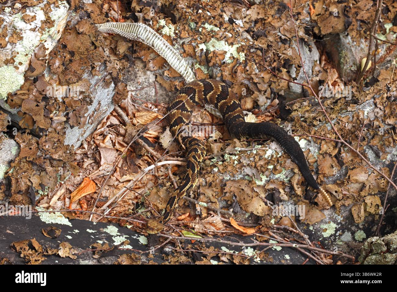 Timber rattlesnake, Crotalus horridus, shedding skin at rookery ...